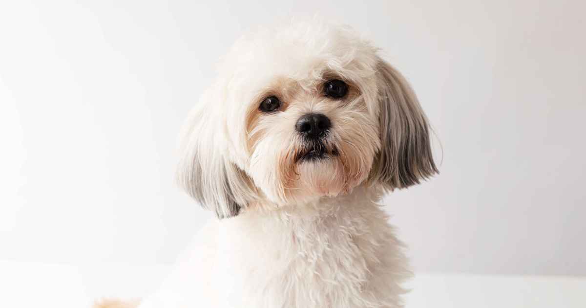 Maltese Dogs Full Grown Size