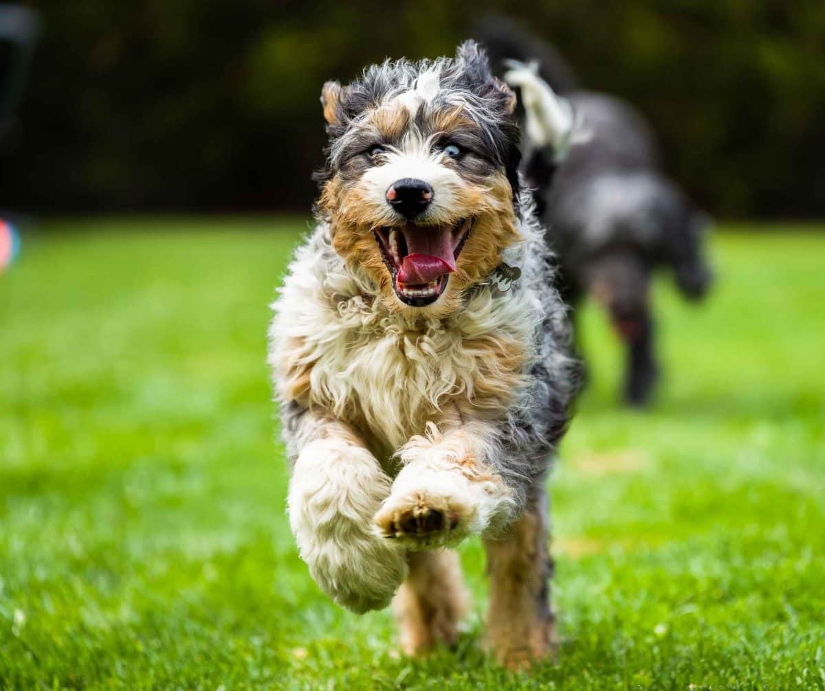 Bernedoodle Dog Breed Information