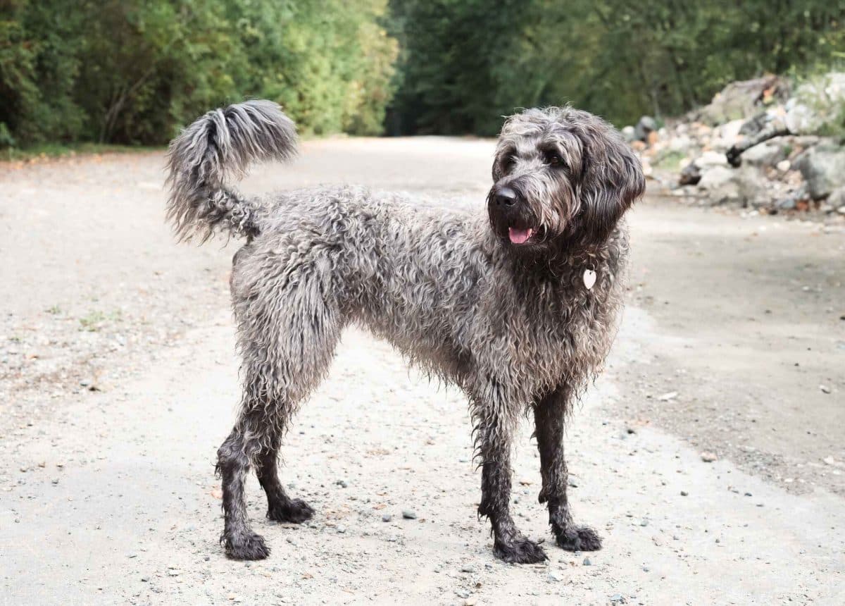 Labradoodle Dog Breed Information & Characteristics