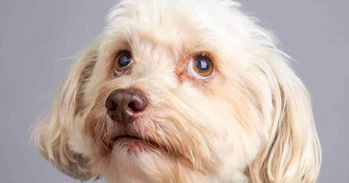 Havapoo Dog Breed Information & Characteristics