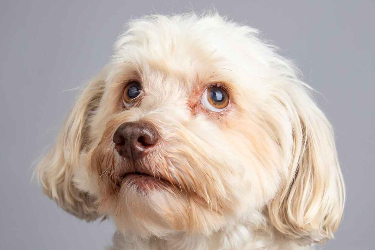 Havapoo Dog Breed Information & Characteristics