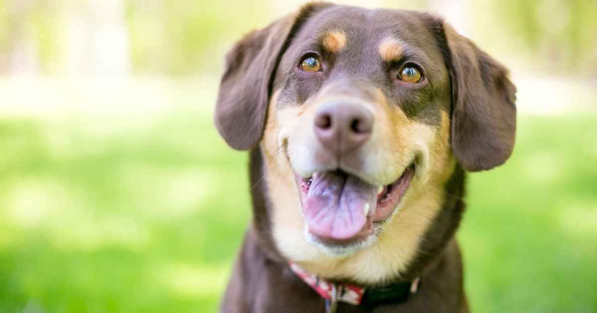 Mutt (Mixed-Breed) Information & Characteristics