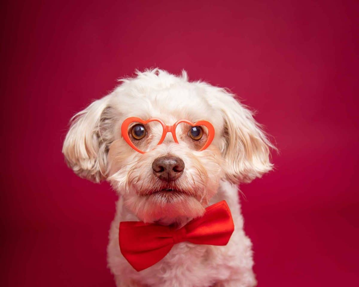 Havapoo Dog Breed Information & Characteristics