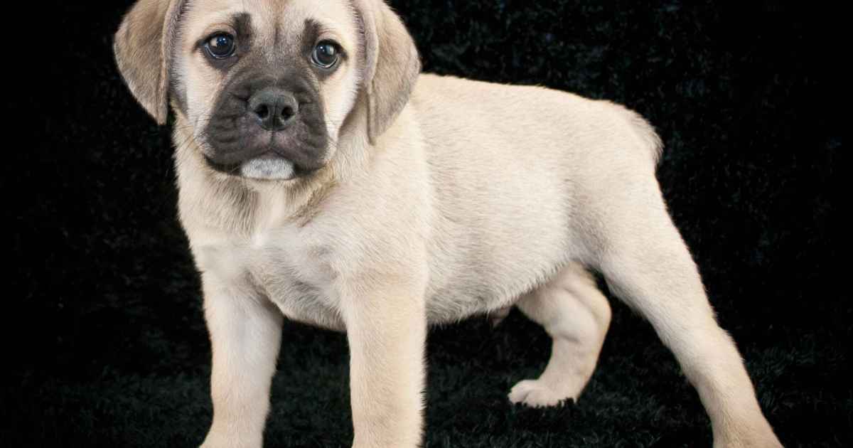 Beabull Dog Breed Information & Characteristics