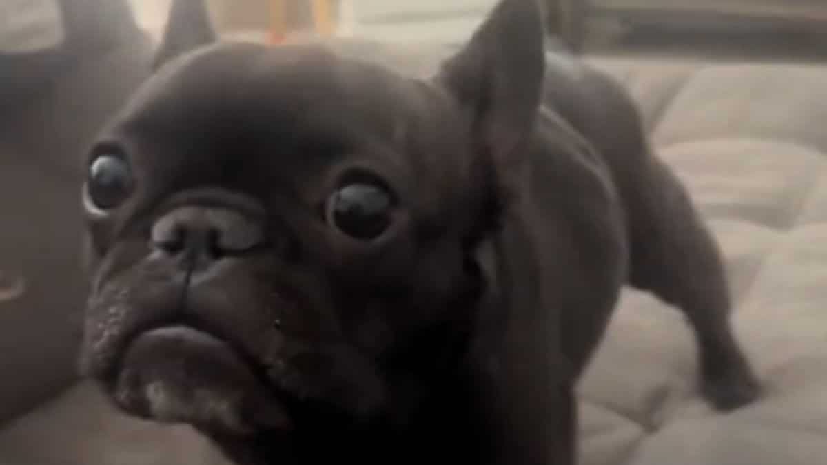'Talking Frenchie' Says ‘I Love You’ in the Cutest Way Possible - DogTime