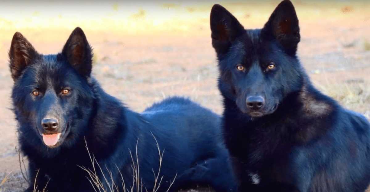 Calupoh (Meixcan Wolfdog) Dog Breed Information
