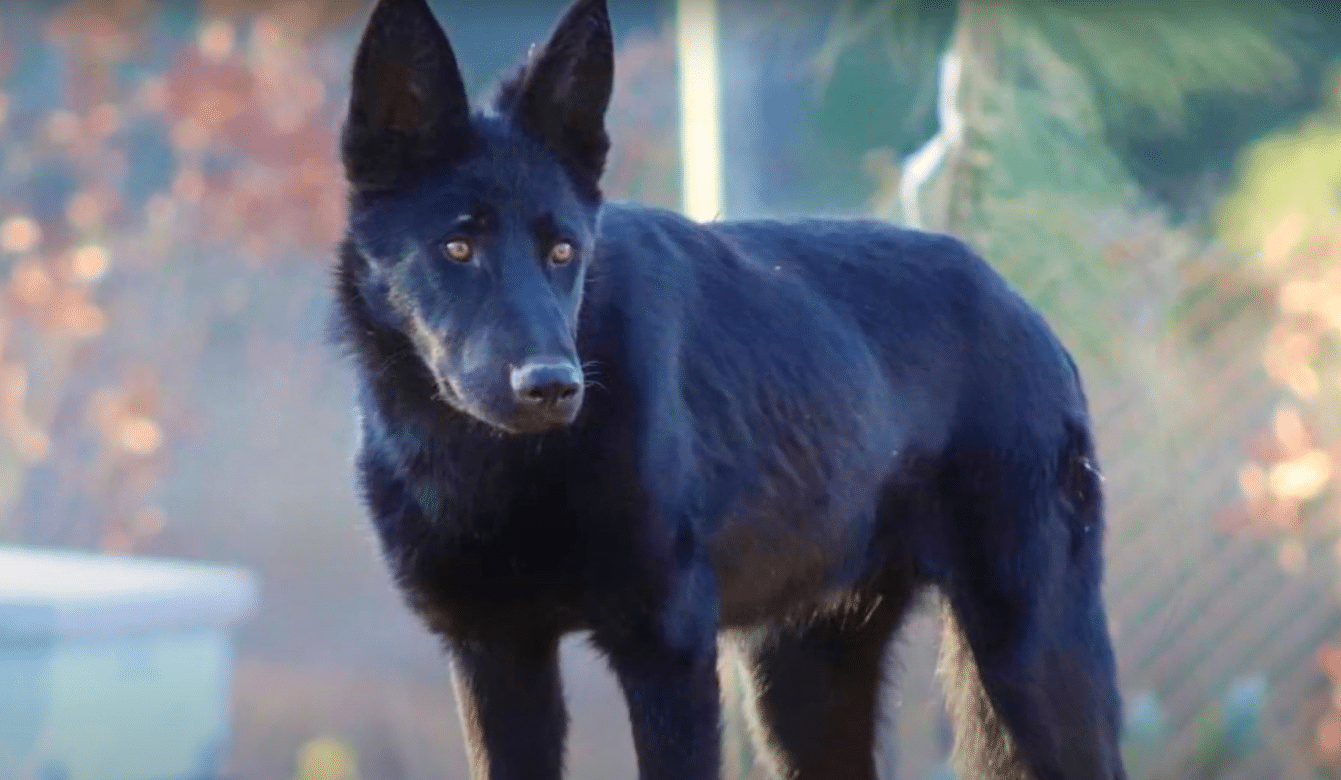 Calupoh (Meixcan Wolfdog) Dog Breed Information