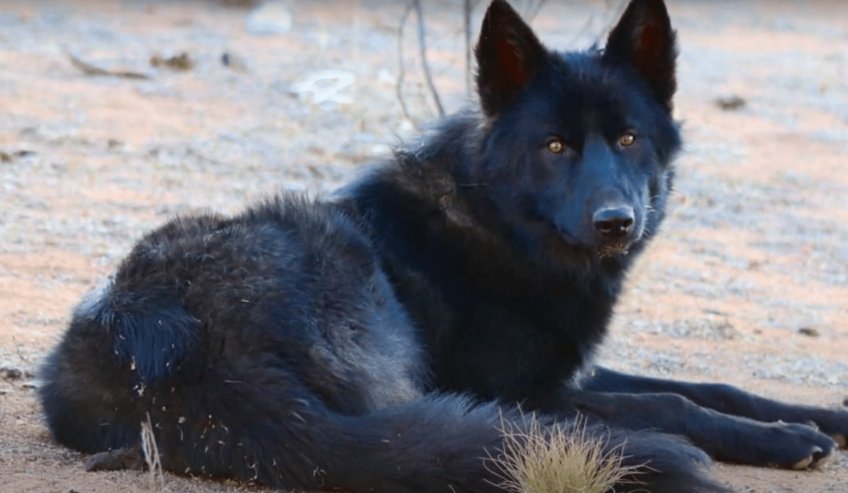 Calupoh (Meixcan Wolfdog) Dog Breed Information