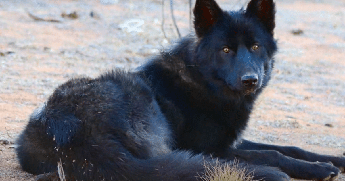 Calupoh (Meixcan Wolfdog) Dog Breed Information