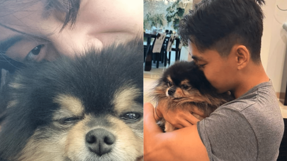 BTS Member V Mourns Loss of Beloved Dog on Instagram - DogTime