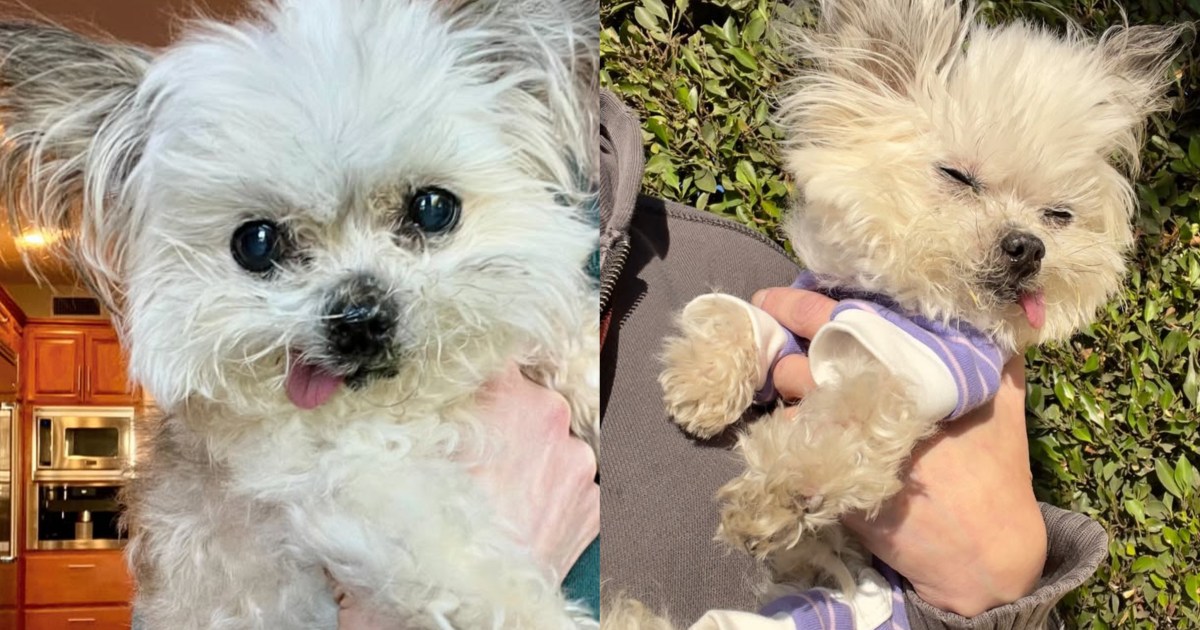 Famous Therapy Dog Norbert Mourned in Touching Tribute on Instagram