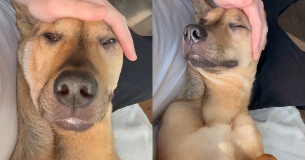 Video of 'Content' Rescue Dog Relaxing in Owner's Lap Goes Viral