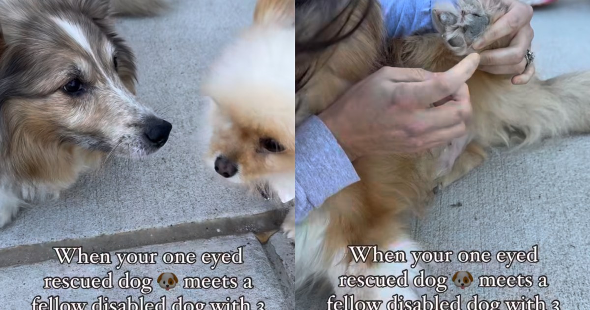 Disabled Dogs Have a Sweet Bonding Moment in Heartwarming Video