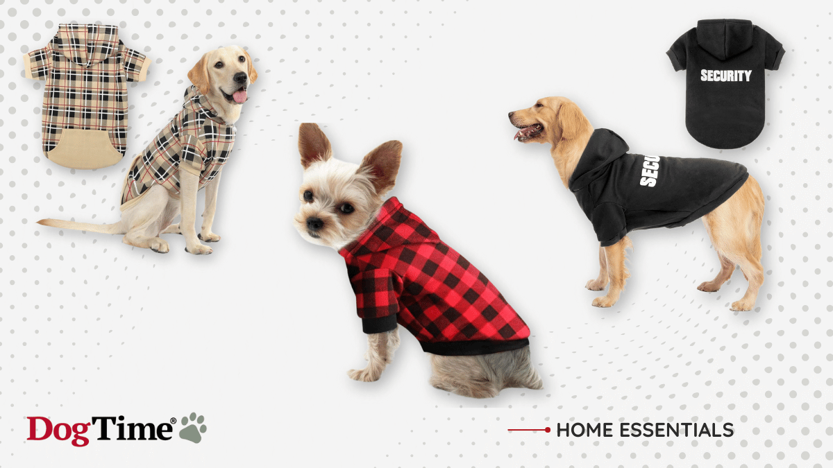 The Best Dog Breeds for Remote Workers