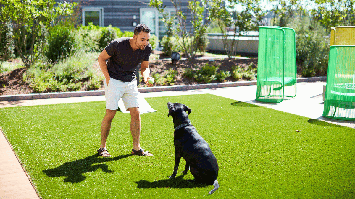 How To Use Fake Grass For Dogs