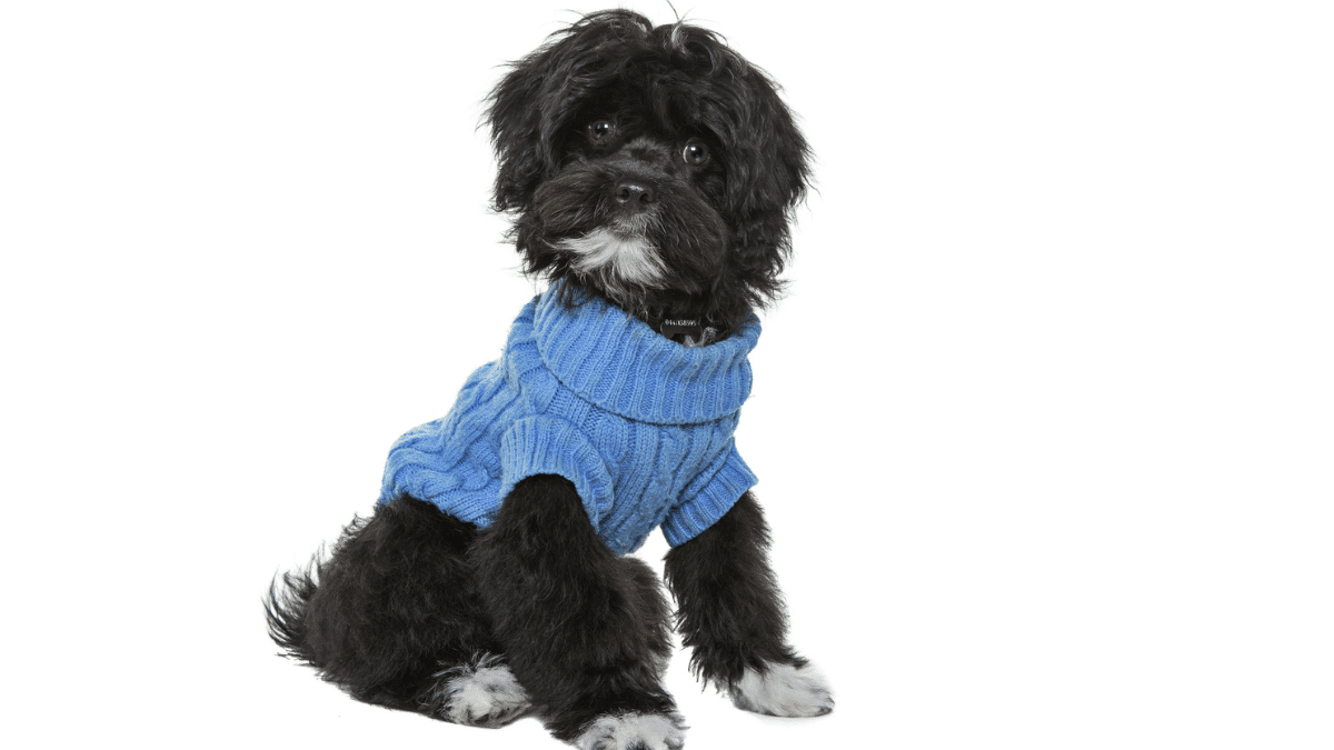 7 Best Dog Sweaters to Keep Your Pooch Warm and Stylish