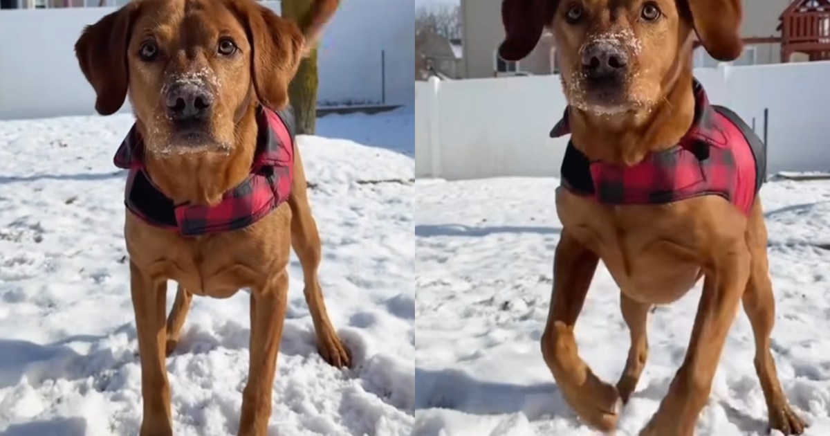 Dog Melts Internet With Adorable Tippy Taps in Snow in Cute Video
