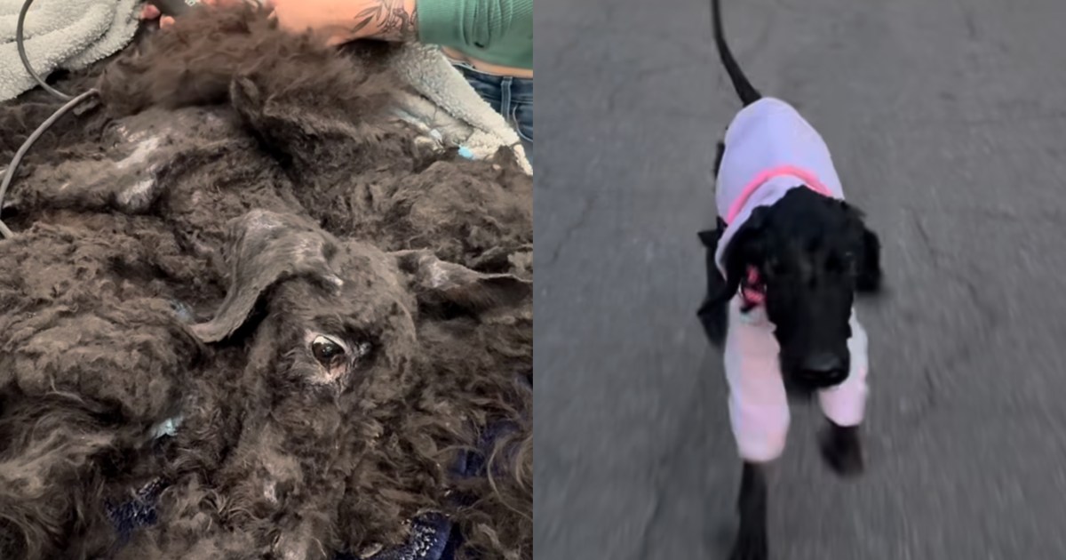 Severely Matted & Weak Dog Goes on Pleasant Short Walks in ...