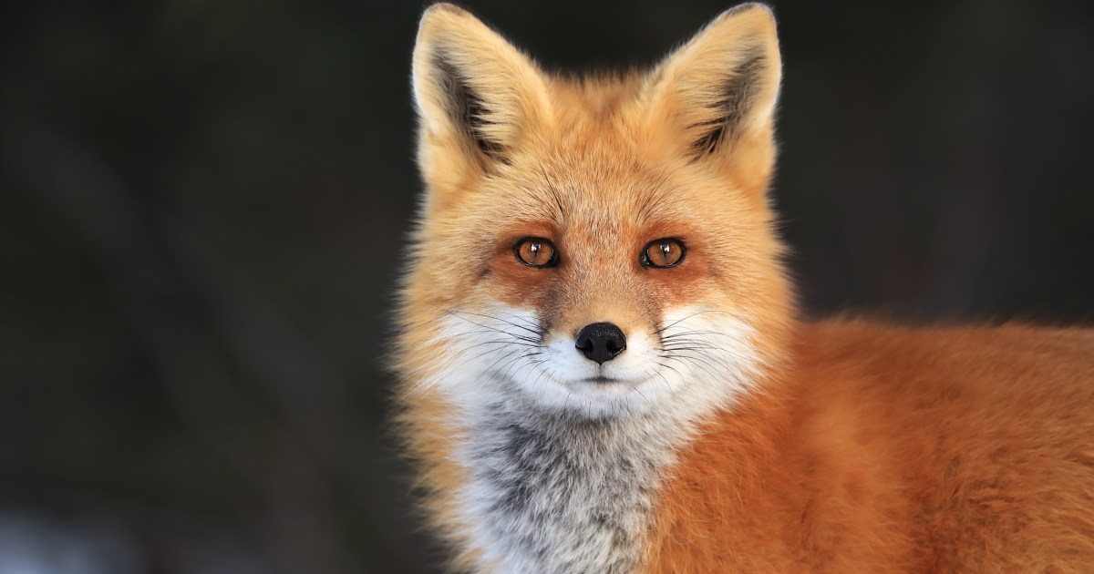 How to Care for a Pet Fox: Diet, Needs, Exercise, and More - DogTime
