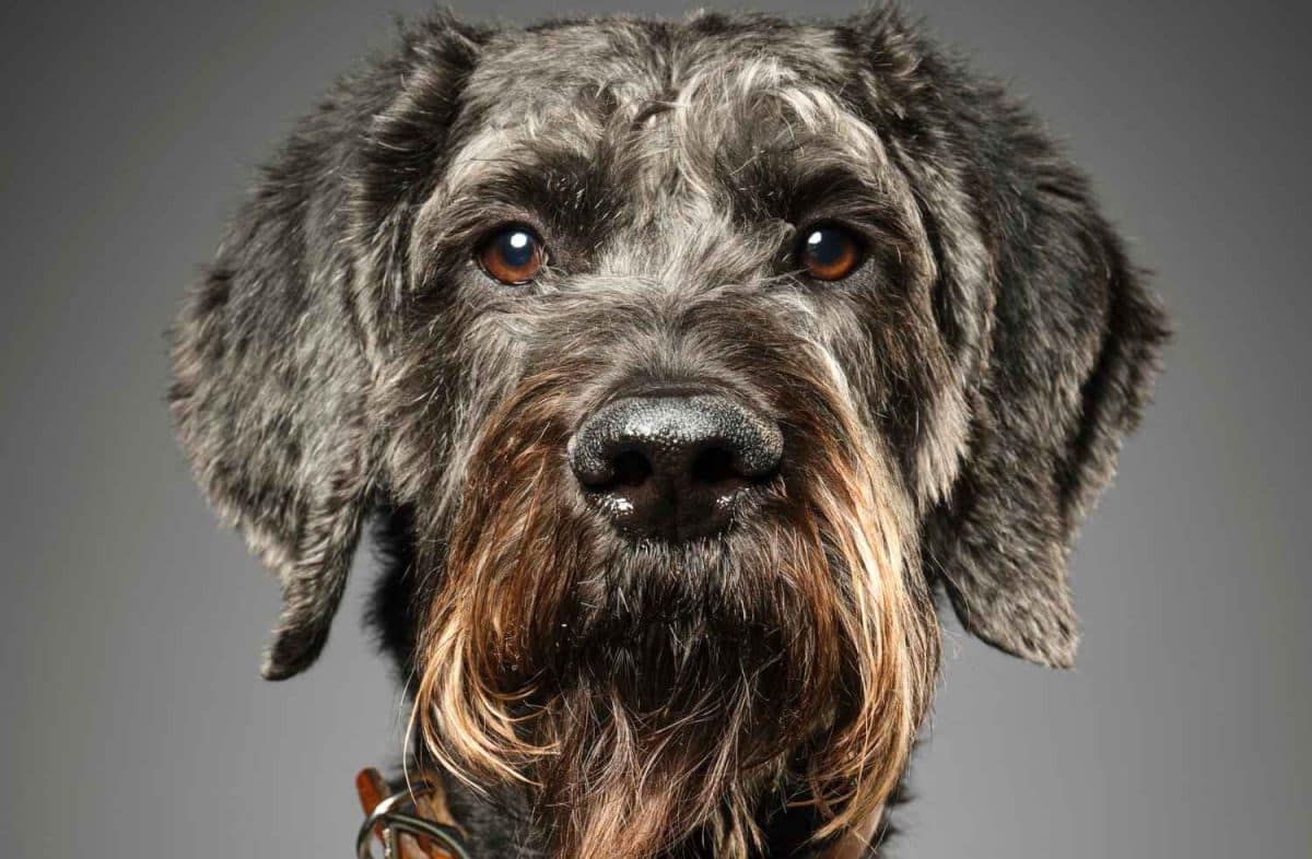 Schnoodle Dog Breed Information & Characteristics