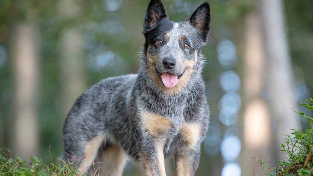 Blue Heeler Dog Breed Information & Characteristics