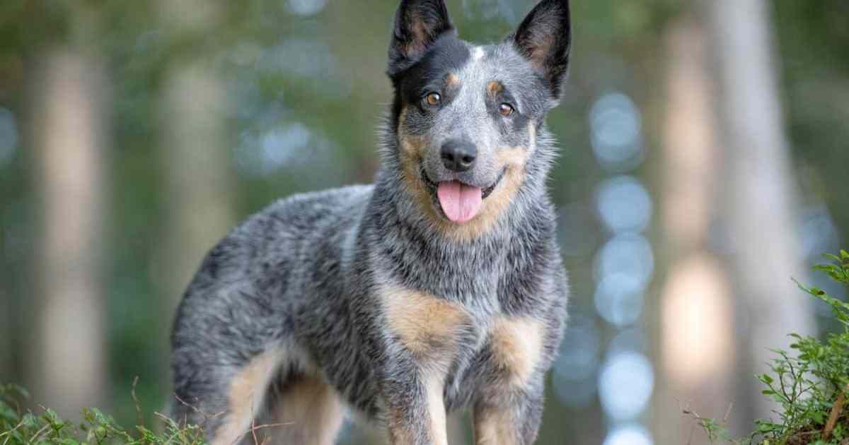 Blue Heeler Dog Breed Information & Characteristics