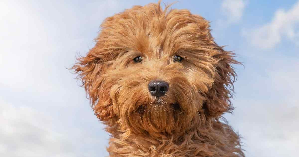 Mini Goldendoodle Info: Size, Weight, Allergies, Price, Life Span, and ...