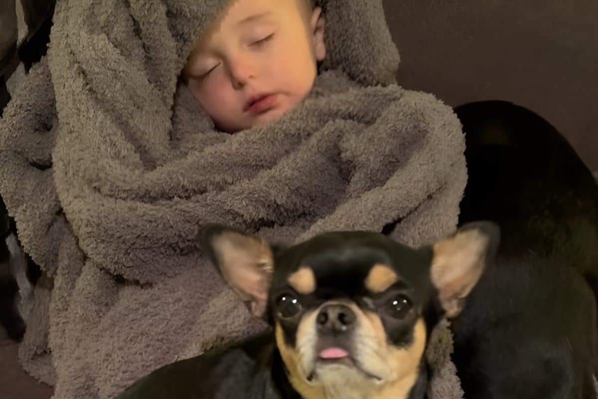 Paris Hilton Shares Adorable Bonding Between Her Dogs & Son on Instagram