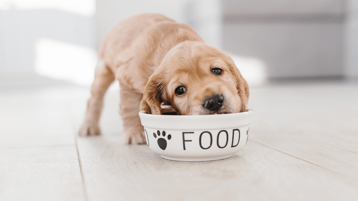15 Best Puppy Food to Buy in 2025 — Expert-approved Picks