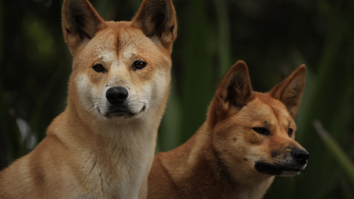 Dingo Info: Weight, Domestication, Is it a Dog, and More? - DogTime