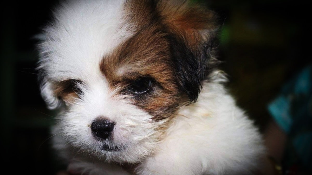 Malshi Info: Price, Allergies, Life Span, and More - DogTime