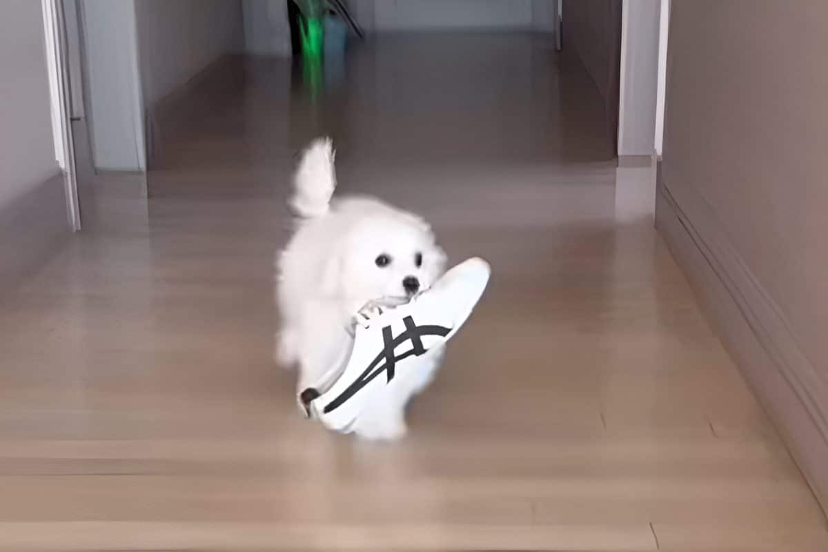 Dog Changes the Rules of Playing Fetch in Funny Video