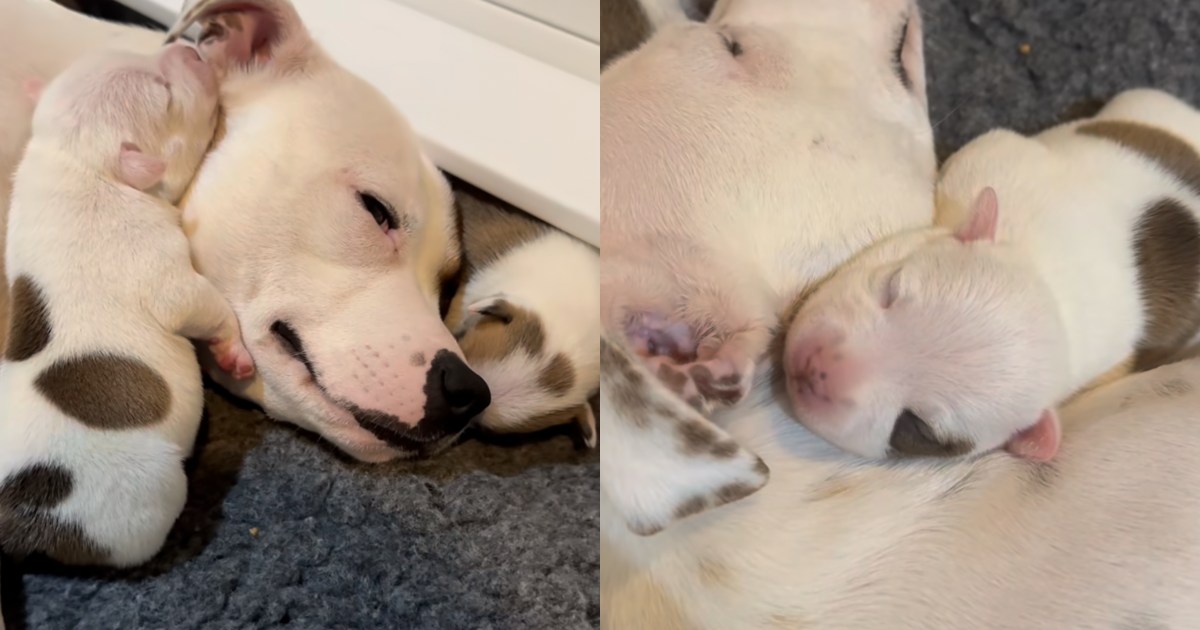 Video of Mom Dog Falling Asleep While Snuggling Puppies Melts Hearts