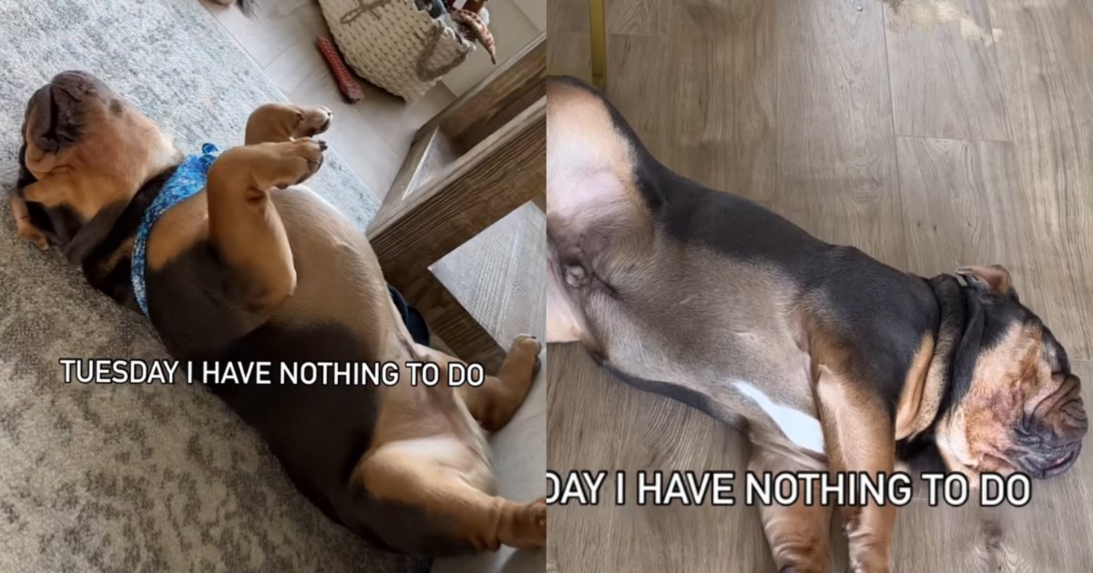 Video of Dog Sleeping in Funny Positions Melts Hearts