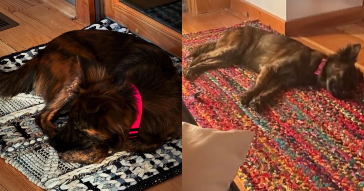 Rescue Dog Finds Favorite Spot in New Home in Touching Photos