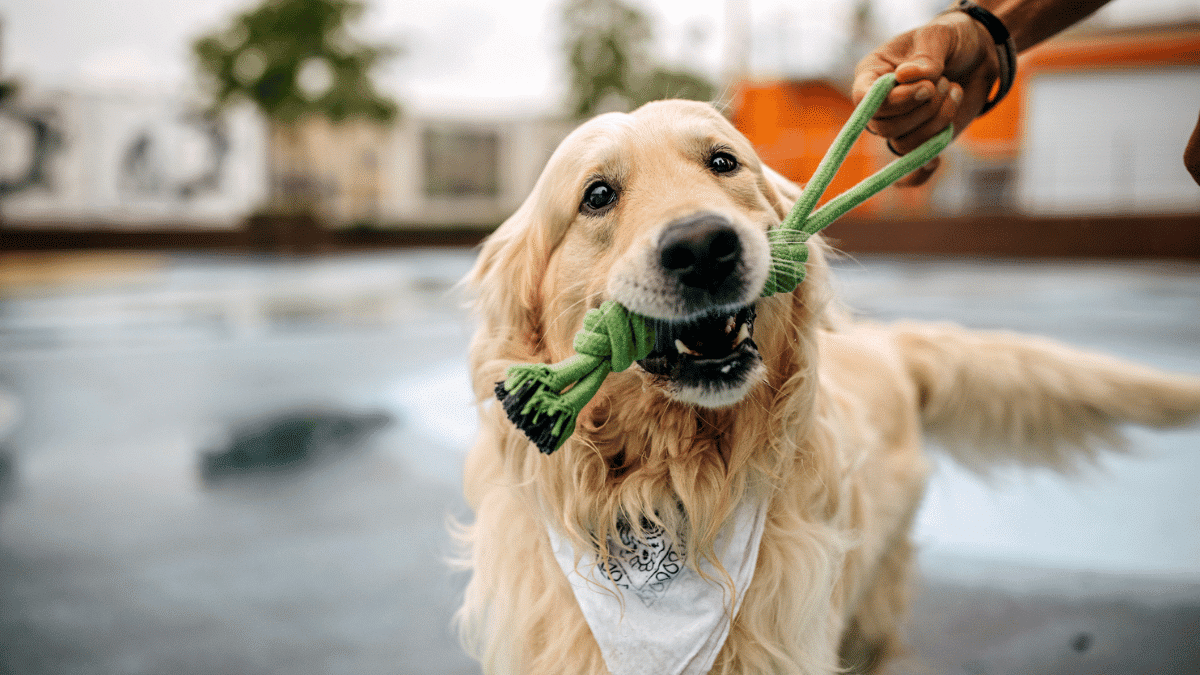 13 Best Dog Toys, Tested and Approved in 2025
