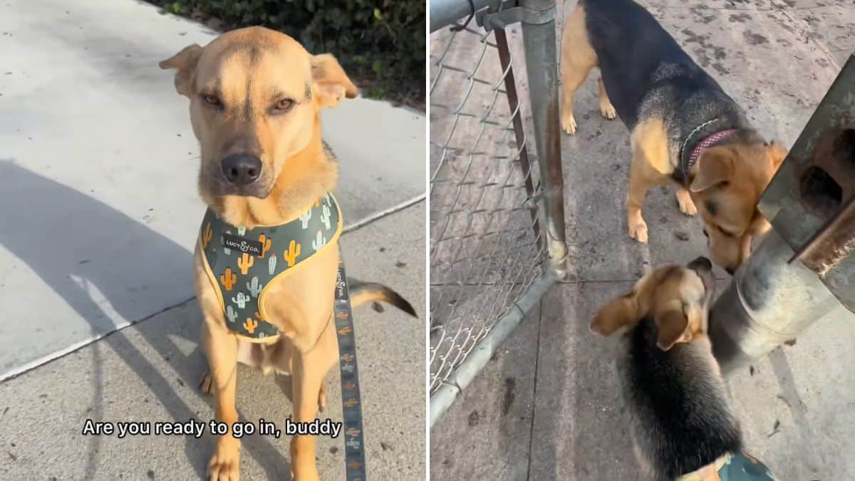 FaZe Rug's Dog Bosley Passes Away