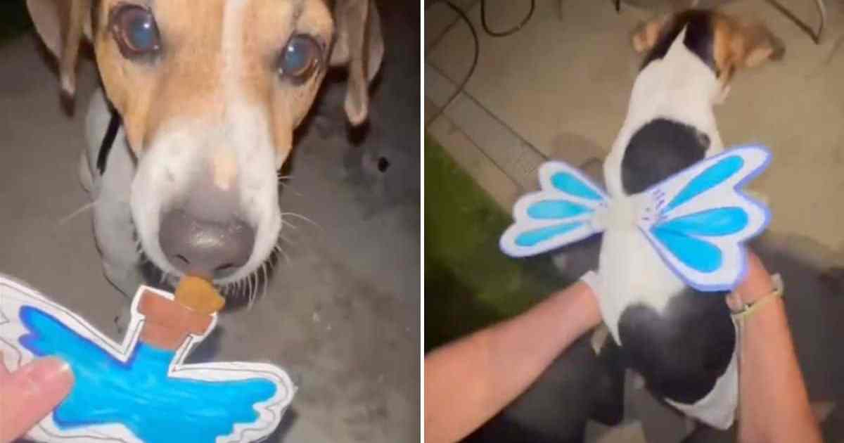 Video of Dog Getting Fake Wings Is Melting Hearts - DogTime
