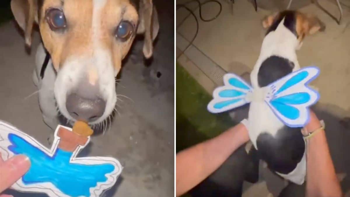 Video of Dog Getting Fake Wings Is Melting Hearts - DogTime
