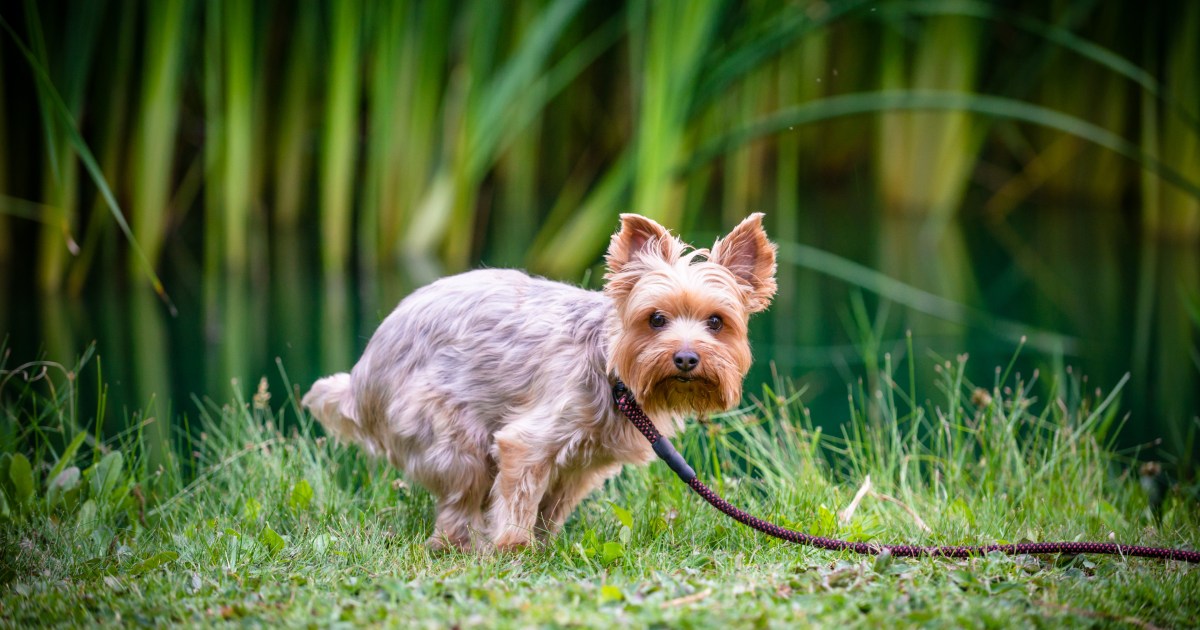 Miralax For Dogs: Uses, Dosage, & Side Effects - DogTime