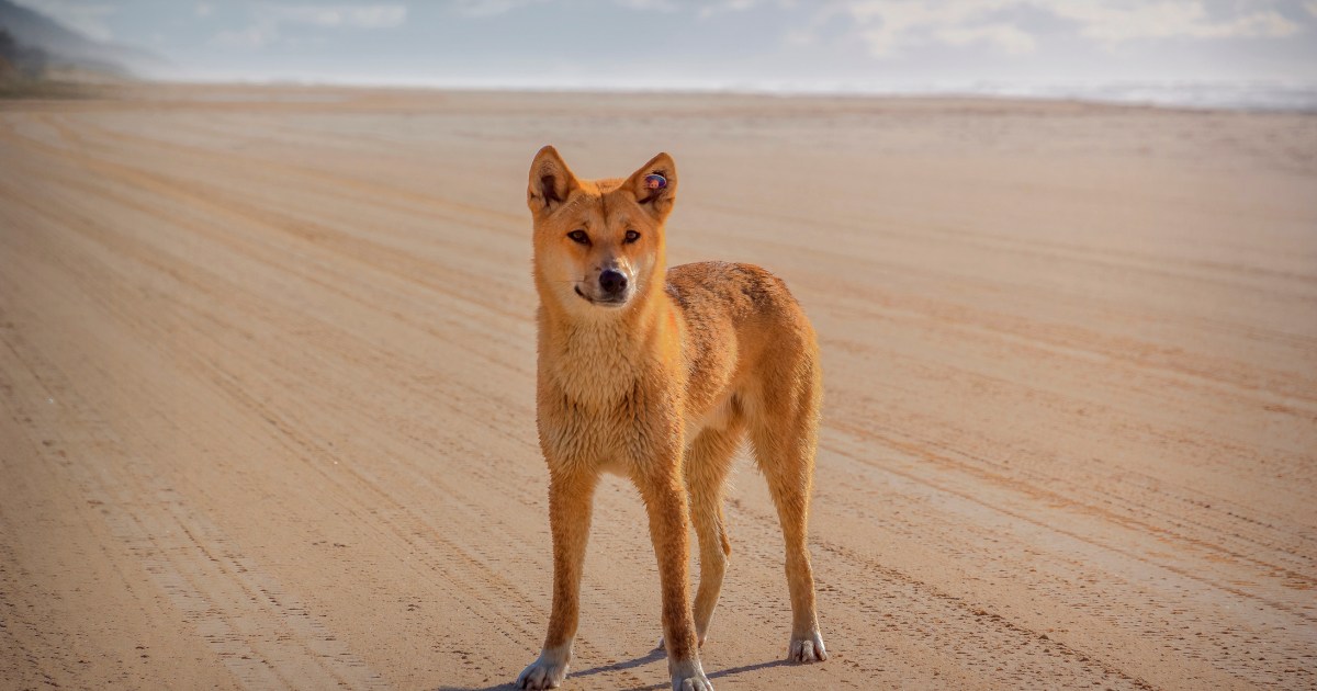 Can You Have a Dingo as a Pet in the US & Is It Legal? Laws By State in ...