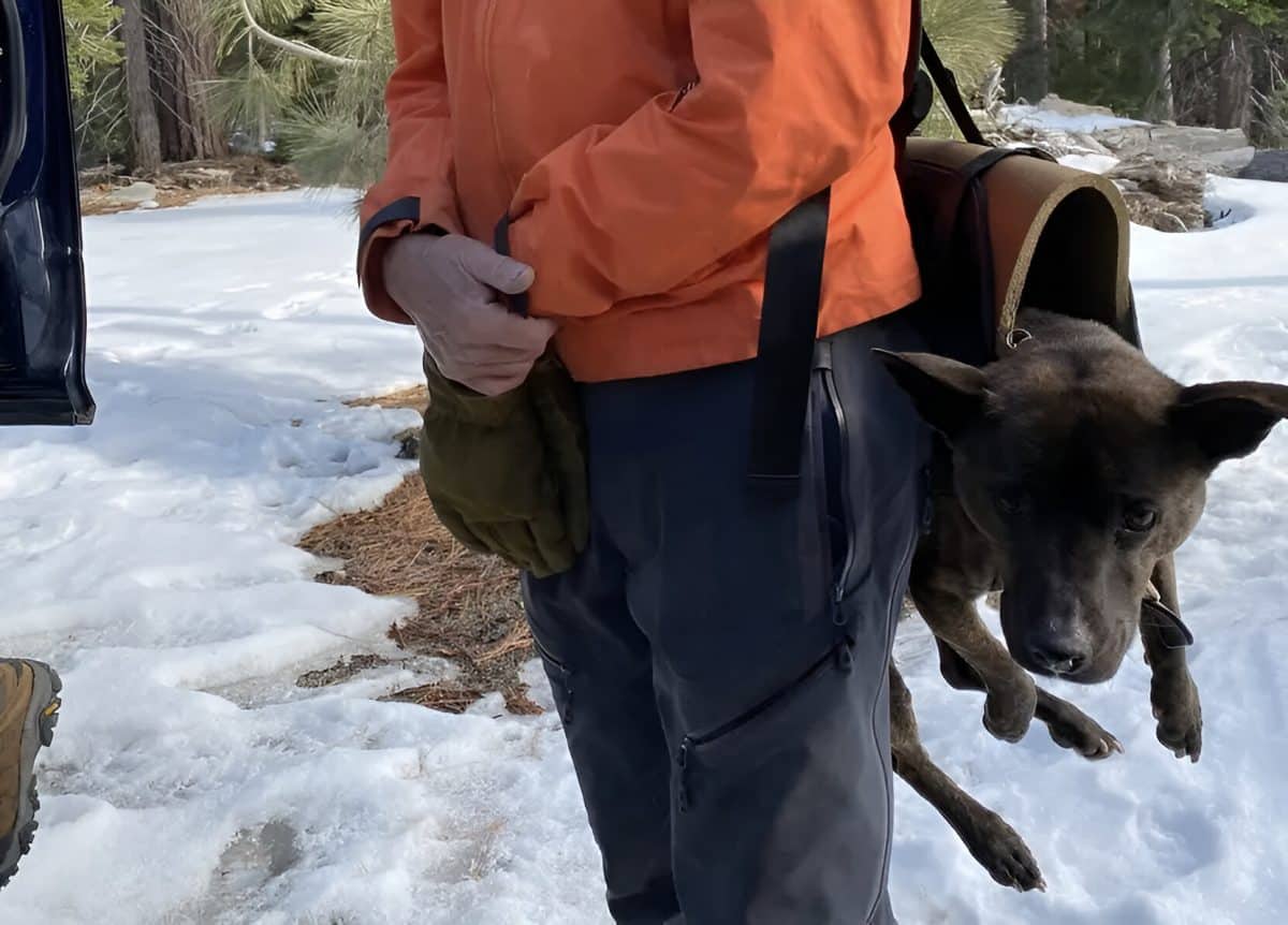 Dog Fell 200 Ft Down a Waterfall, Saved in Dramatic Rescue Mission