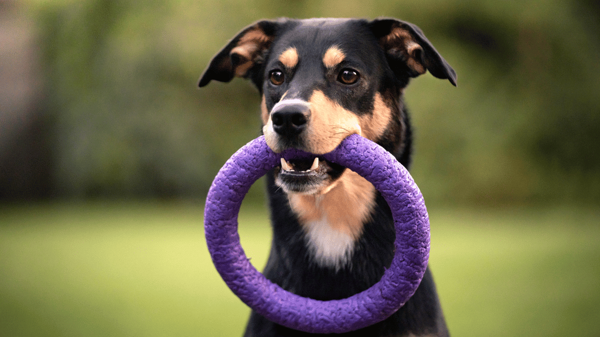 13 Best Dog Toys, Tested and Approved in 2025