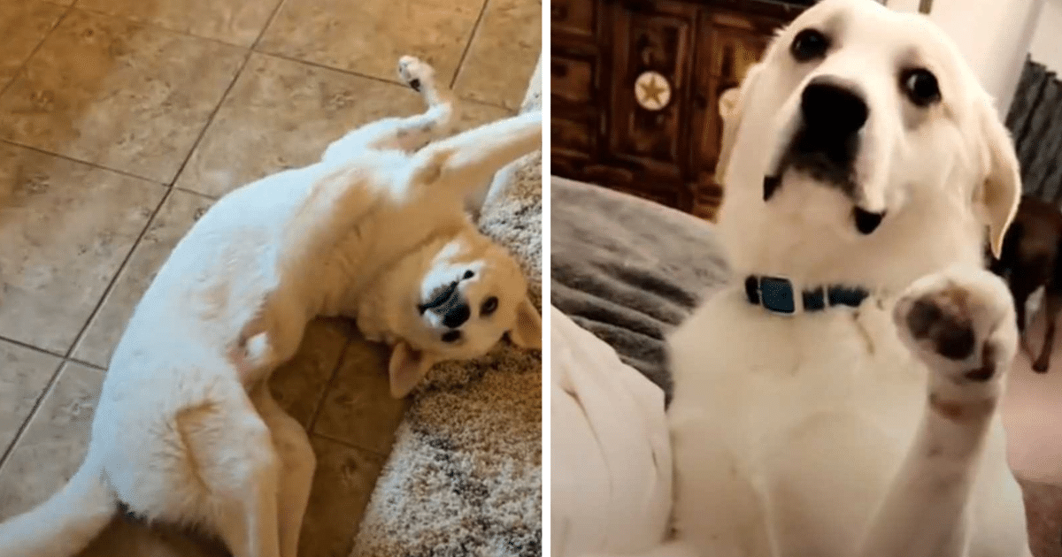 Video of Wounded Rescue Dog Playing in Forever Home Melts Hearts