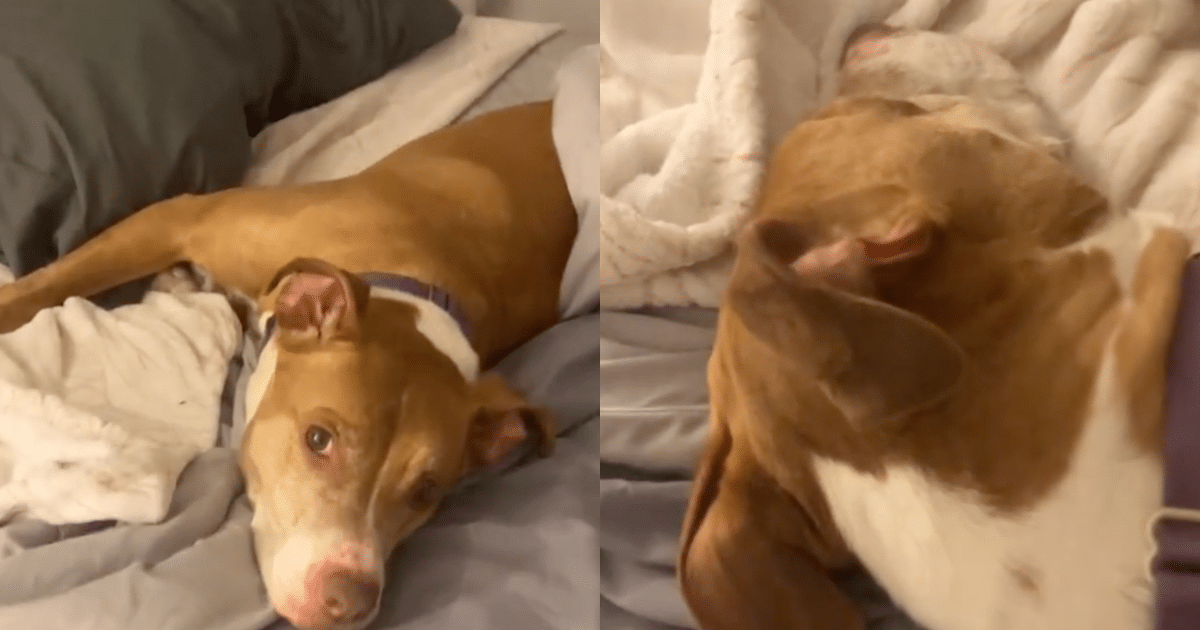 Video of Shelter Dog’s Cute Sleepover Sparks Adoption Hopes - DogTime