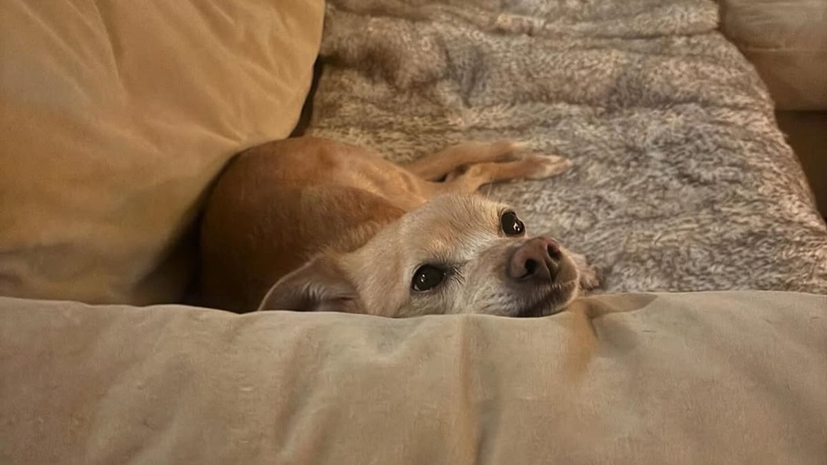 Ariana Grande's Dogs: Breeds, Ages, and More - DogTime