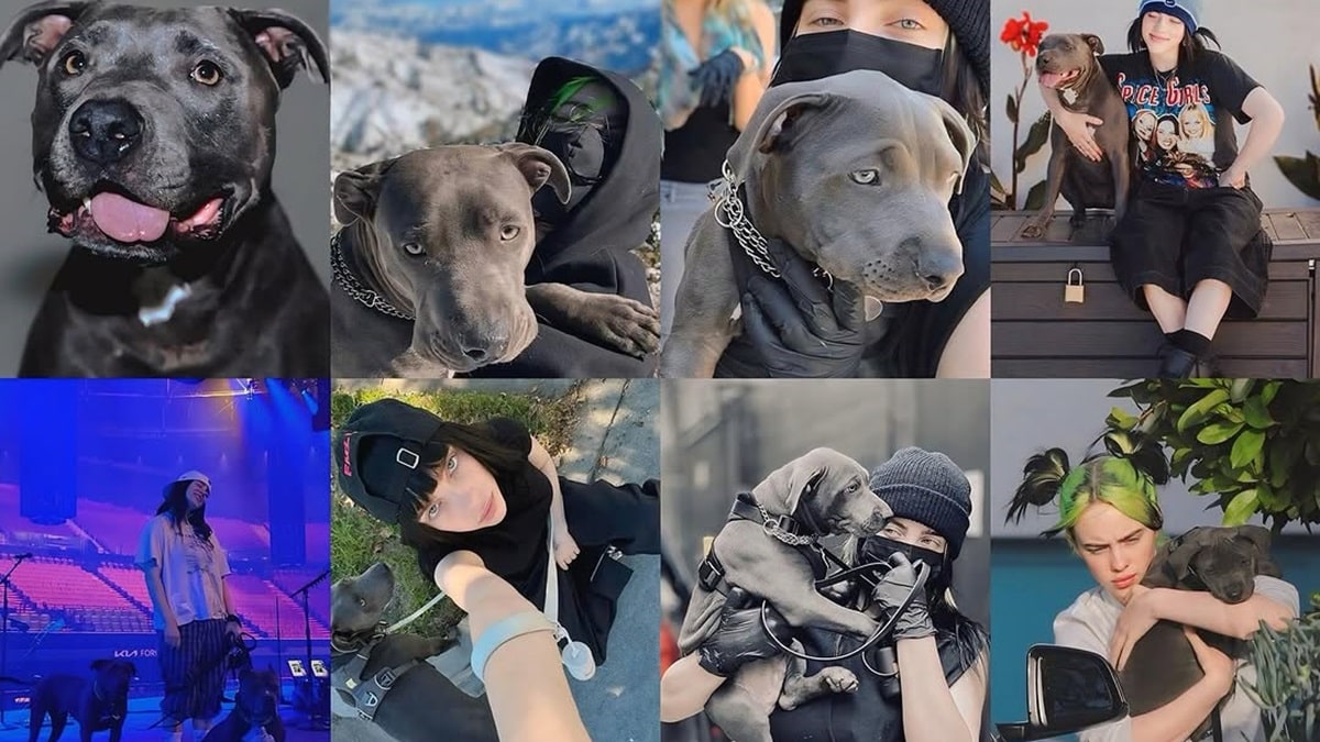 Billie Eilish's Dog Shark: Breed, Age, and More - DogTime