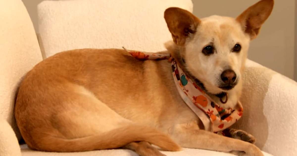 Drew Barrymore's Dog Douglas: Breed, Age, and More - DogTime