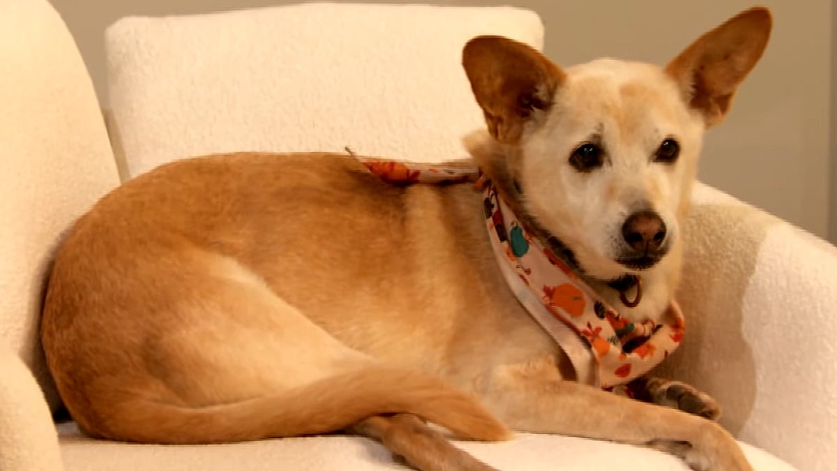 Drew Barrymore's Dog Douglas: Breed, Age, and More - DogTime