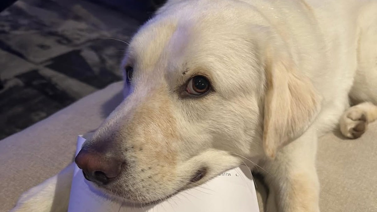 Jennifer Aniston's Dog Lord Chesterfield: Breed, Age, and More - DogTime